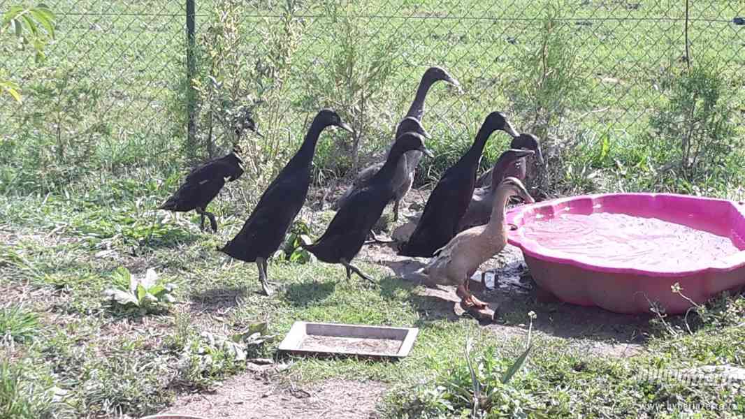 Indický běžec černý kačer - bazar - Hyperinzerce.cz