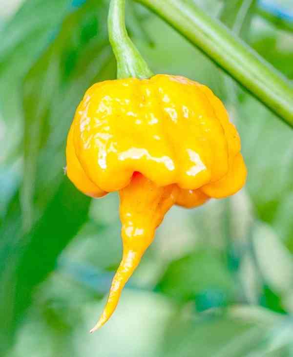 sazenice chilli 7 Pot Yellow - bazar - Hyperinzerce.cz