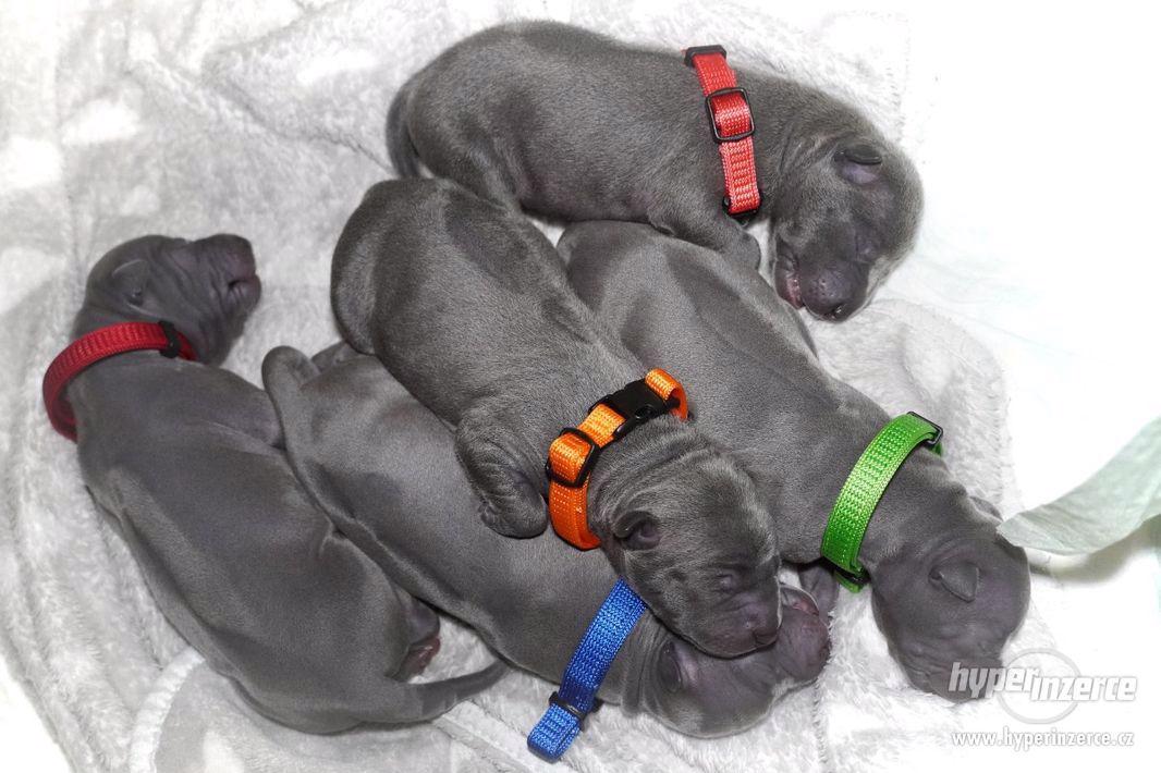 Thajský ridgeback - Exkluzivní modrá štěňata s PP - bazar - Hyperinzerce.cz