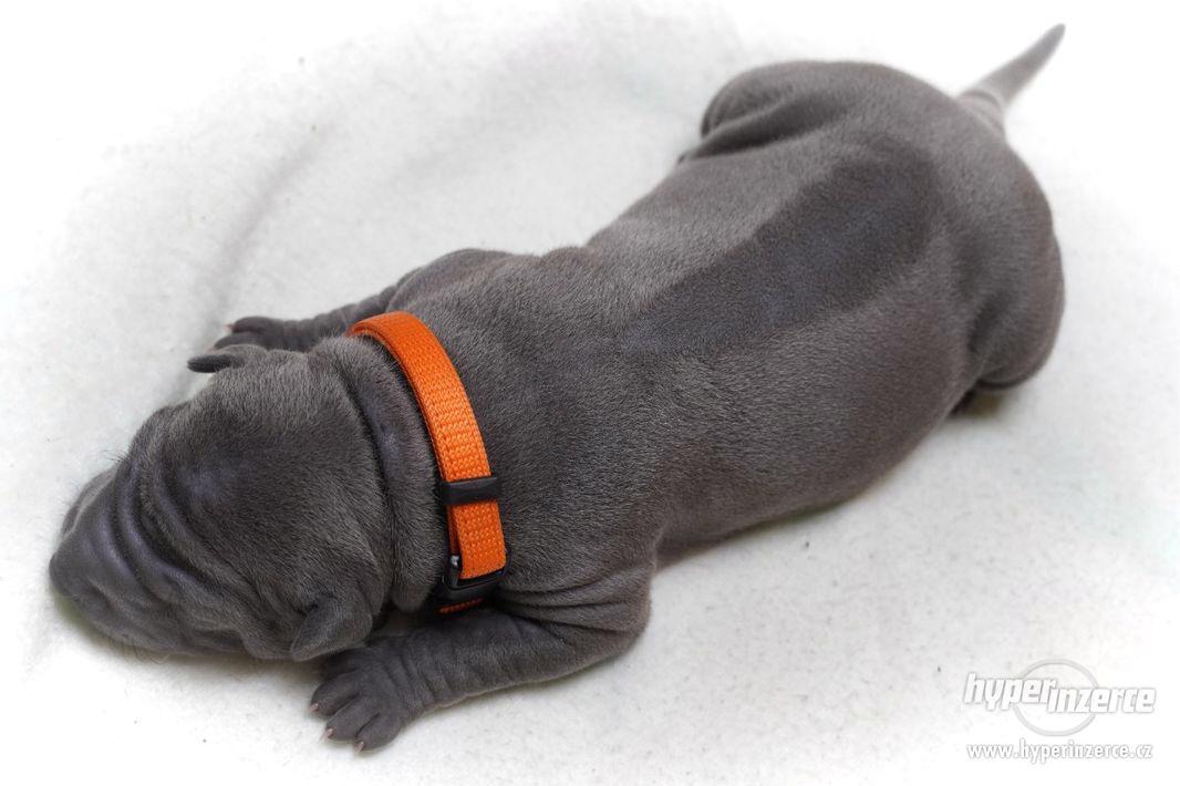 Thajský ridgeback - Exkluzivní modrá štěňata s PP - bazar - Hyperinzerce.cz