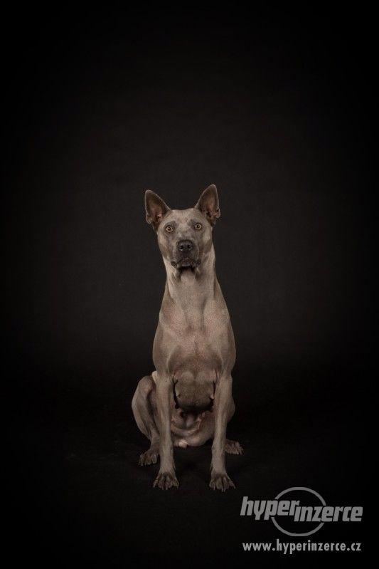 Thajský ridgeback - Exkluzivní modrá štěňata s PP - bazar - Hyperinzerce.cz