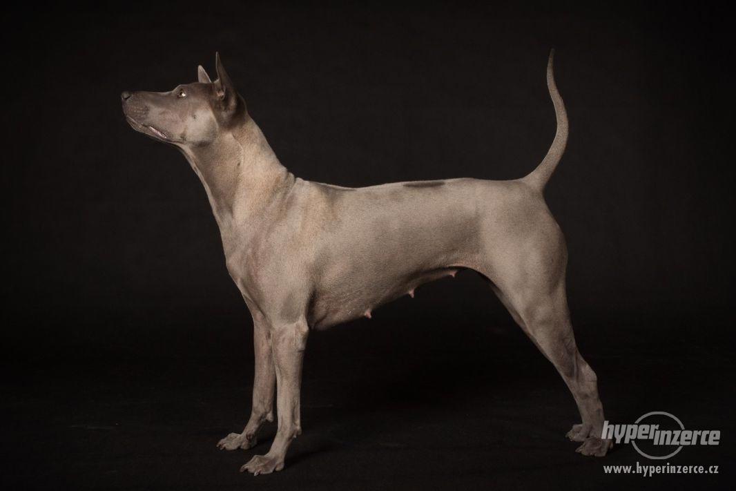 Thajský ridgeback - Exkluzivní modrá štěňata s PP - bazar - Hyperinzerce.cz