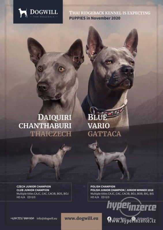 Thajský ridgeback - Exkluzivní modrá štěňata s PP - bazar - Hyperinzerce.cz