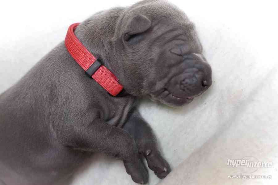 Thajský ridgeback - Exkluzivní modrá štěňata s PP - bazar - Hyperinzerce.cz
