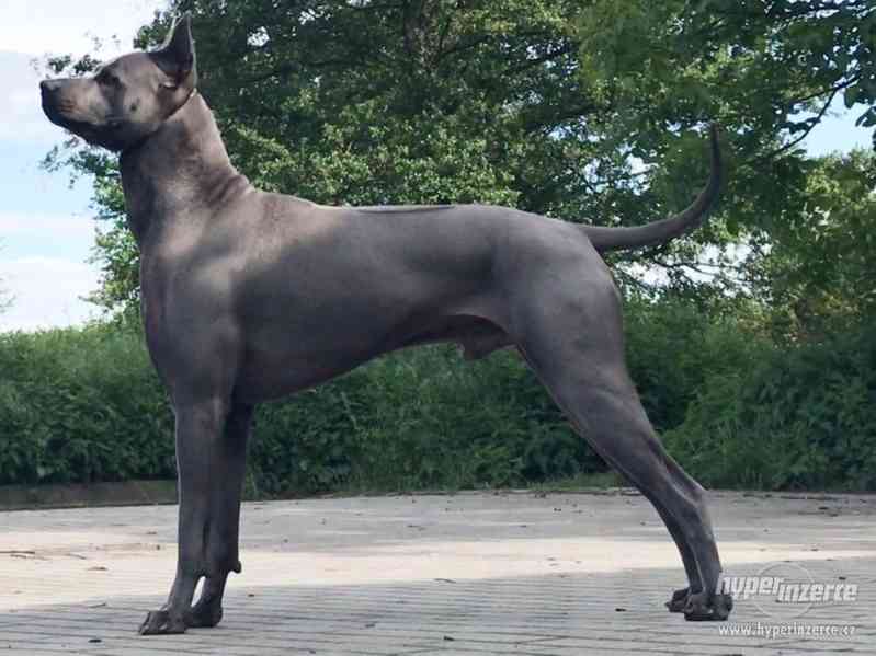 Thajský ridgeback - Exkluzivní modrá štěňata s PP - bazar - Hyperinzerce.cz