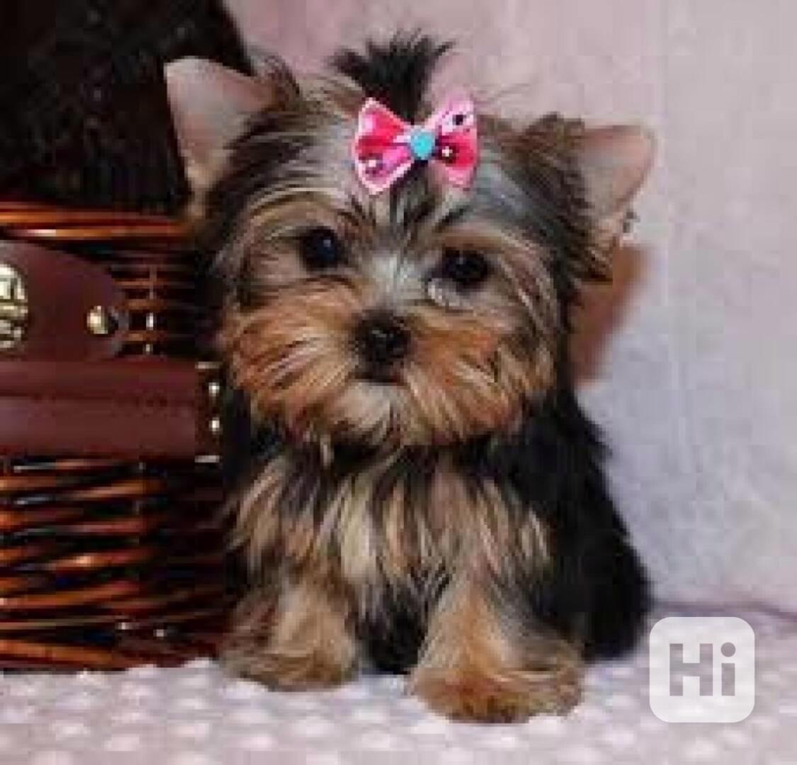 roztomilý pes a fenka Yorkie Štěňata na prodejJsou to hraví - bazar ...