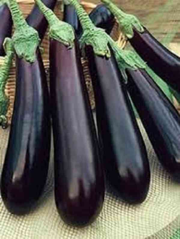 LILEK VIOLETTA LUNGA - semena - bazar - Hyperinzerce.cz