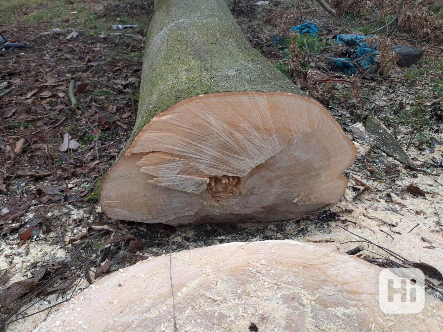 Kmen - ořech a jasan - bazar - Hyperinzerce.cz