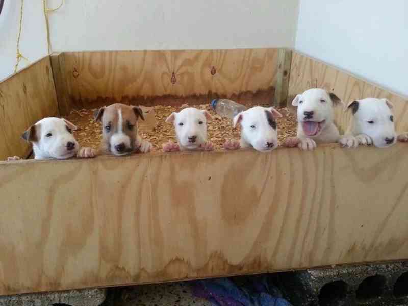 Štěňata anglického bulteriéra připravena jít - bazar - Hyperinzerce.cz