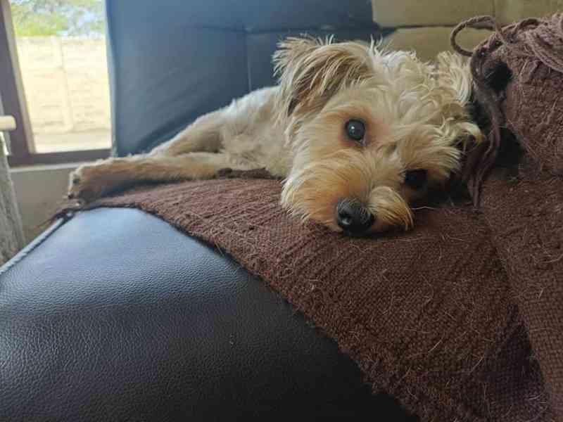 štěňata yorků na prodej Hele, na co čekáš?? Tyhle miláčky pr - bazar ...