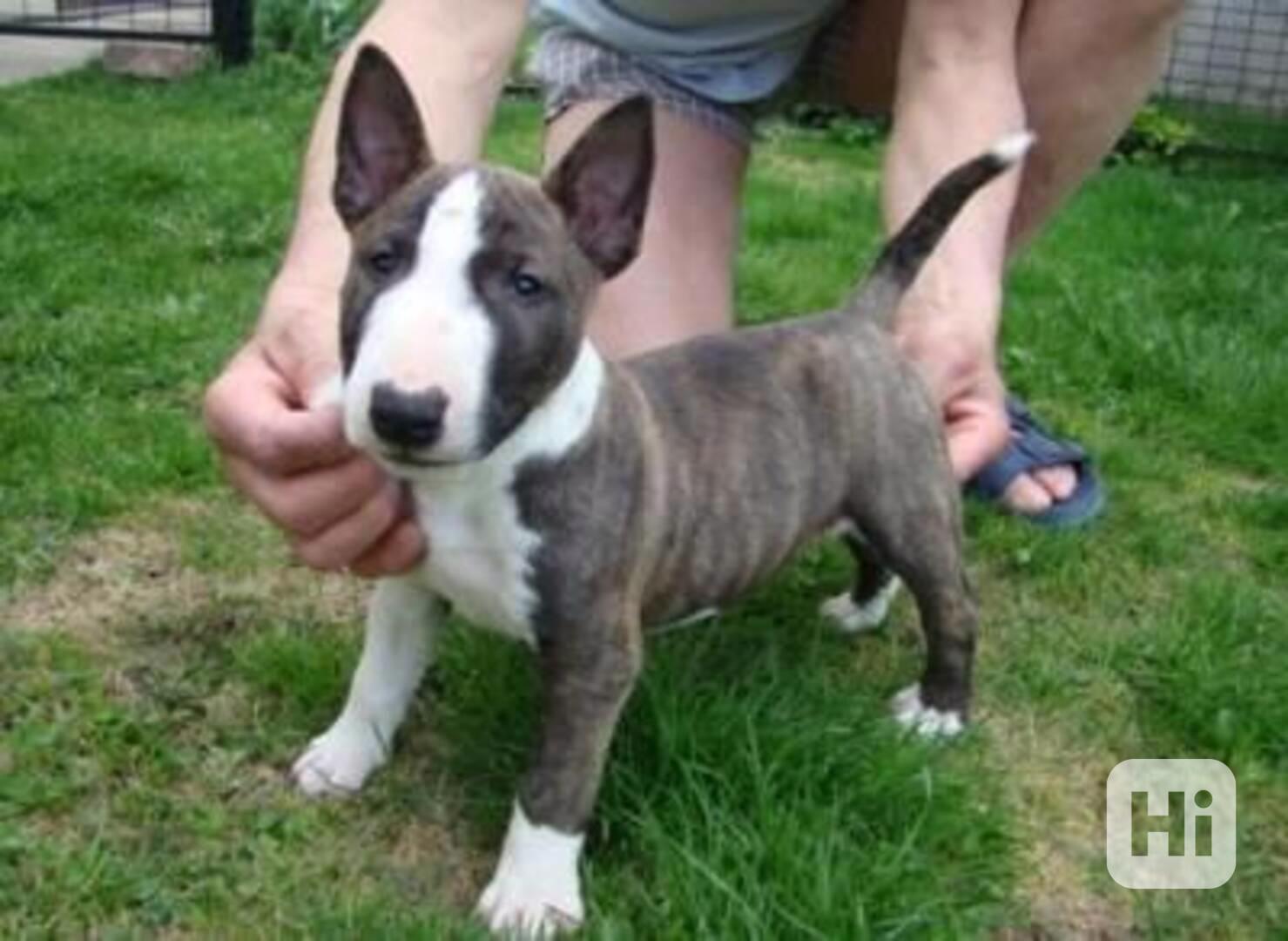 Prodám štěňata anglického bulteriéra. - bazar - Hyperinzerce.cz