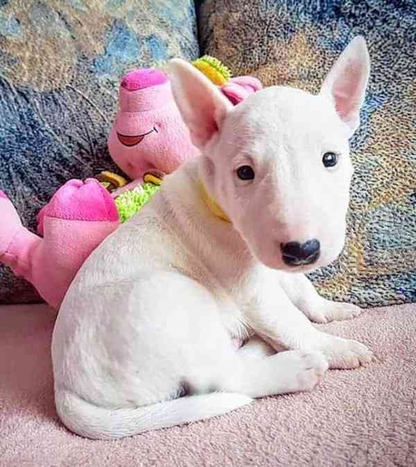 Prodám štěňata anglického bulteriéra. - bazar - Hyperinzerce.cz