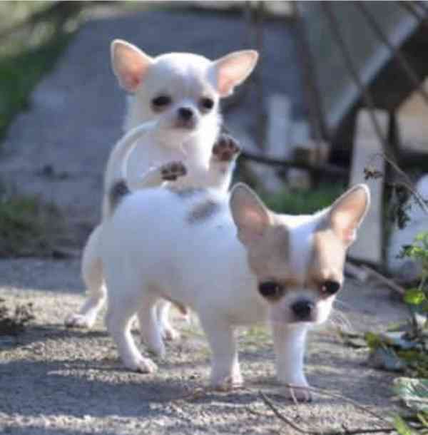 Civava, krásné štenátko s PP, k odberu. - bazar - Hyperinzerce.cz