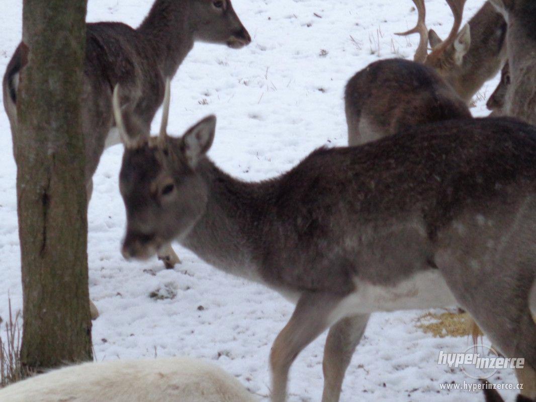Dančí zvěř, daňek skvrnitý - bazar - Hyperinzerce.cz