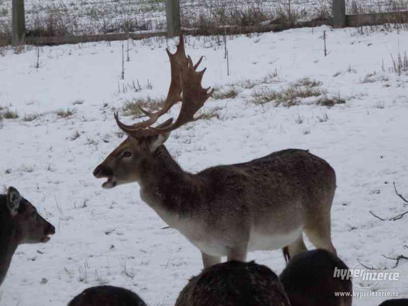 Dančí zvěř, daňek skvrnitý - bazar - Hyperinzerce.cz
