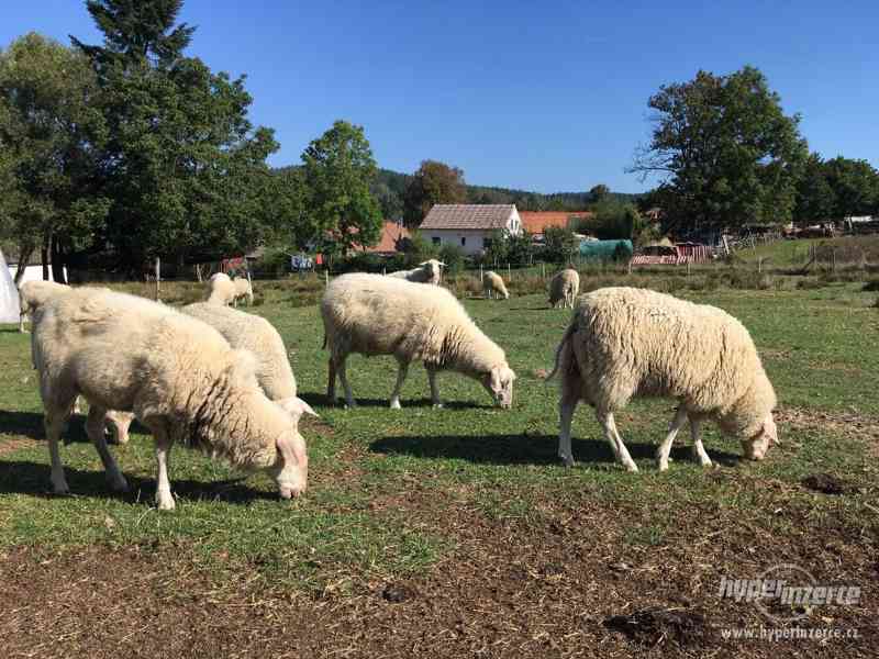 Prodám ovce východofríské - bazar - Hyperinzerce.cz