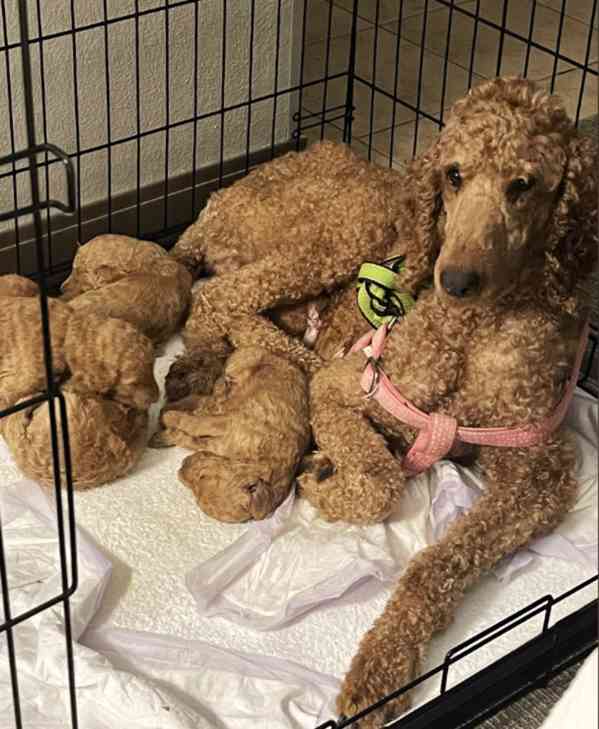 F1B Standard Goldendoodle puppies Available - bazar - Hyperinzerce.cz F1B Standard Goldendoodle puppies Available - bazar - Hyperinzerce.cz
