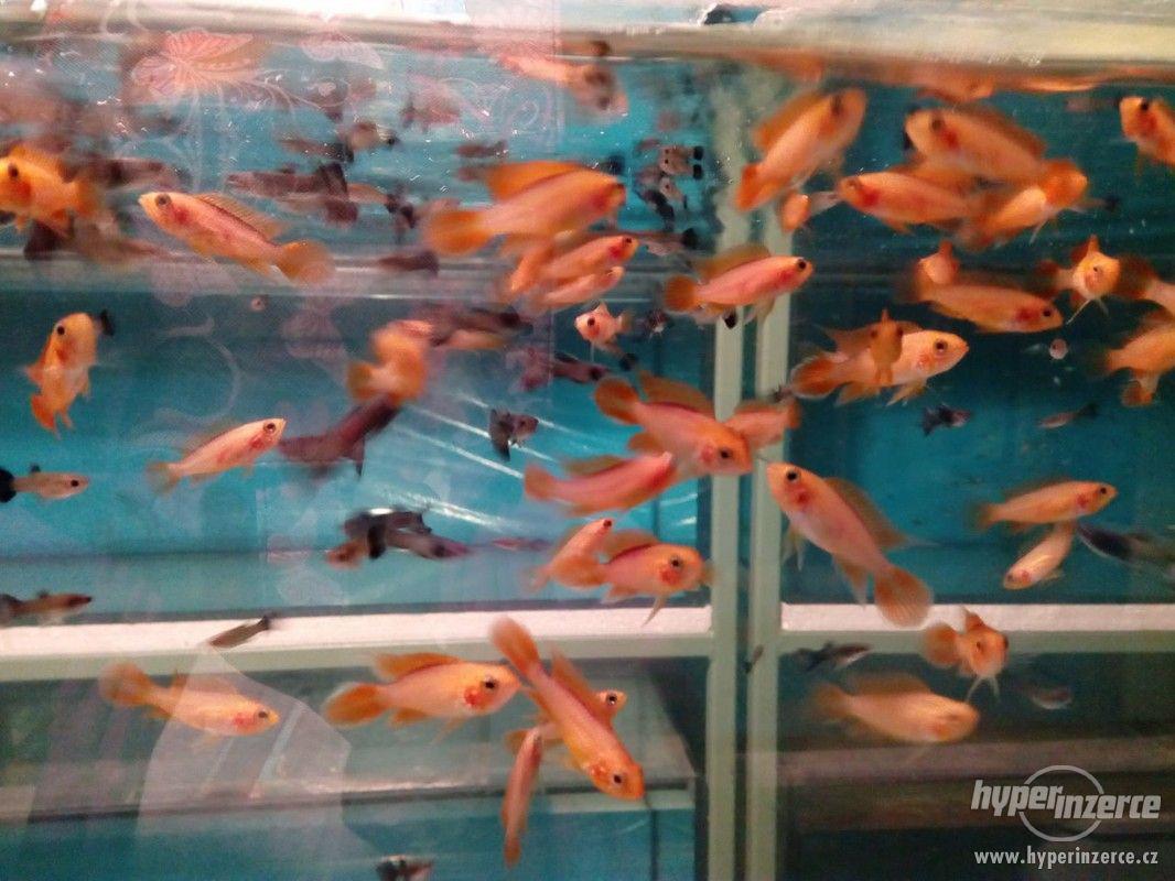 AKVARIJNÍ RYBIČKY-VÍCE DRUHŮ,vlastní odchov TĚRLICKO. - bazar ...
