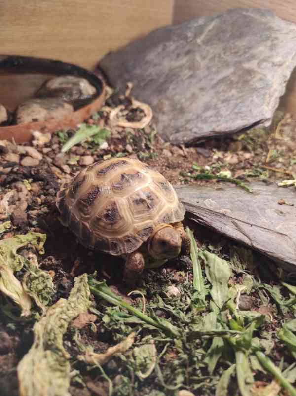 Želvy - Hyperinzerce.cz