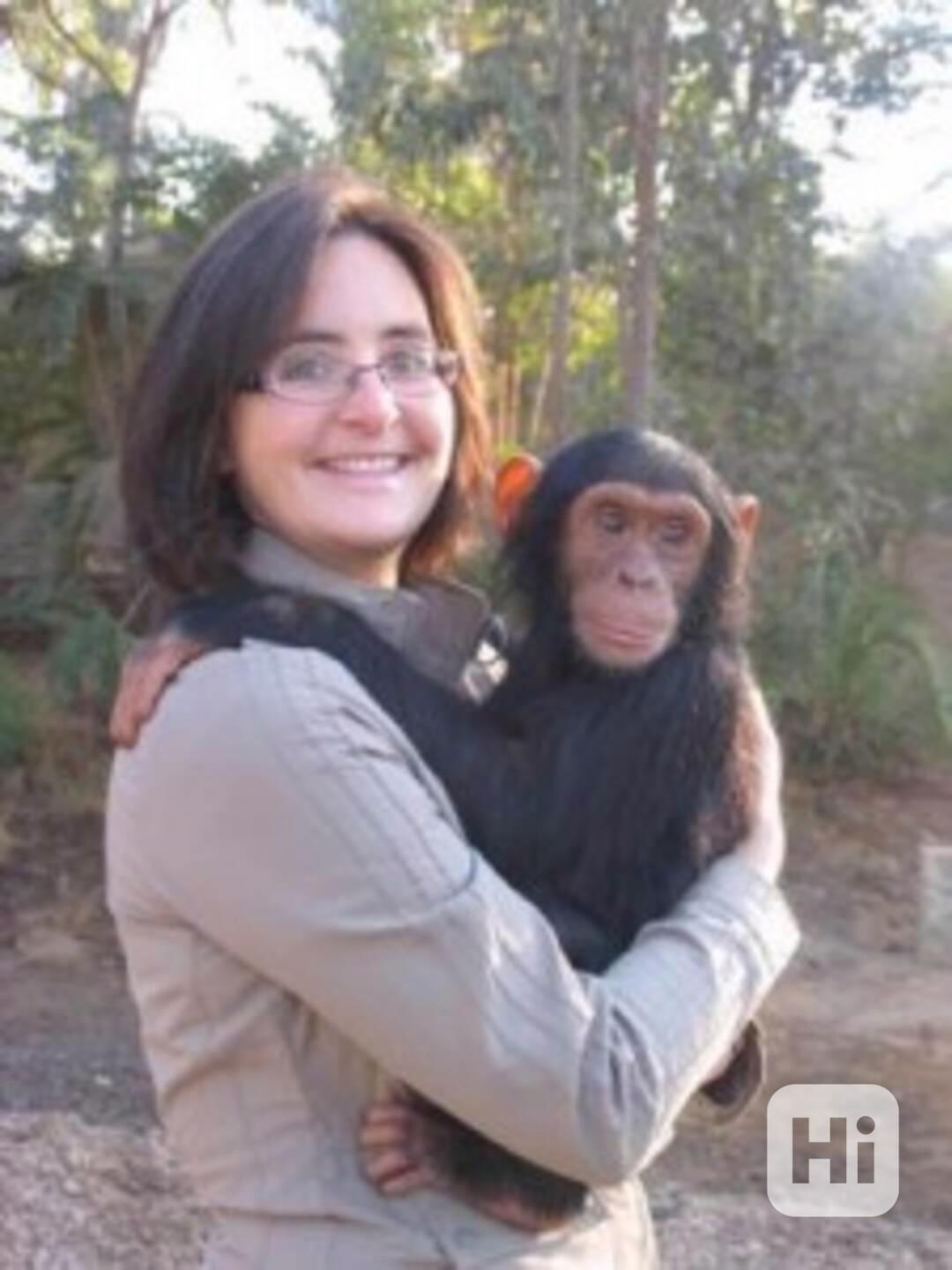 mláďata šimpanzů opic - bazar - Hyperinzerce.cz