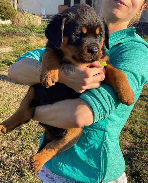 Pes a fena štěňata rotvajlera Pes a fena štěňata rotvajlera - bazar ...