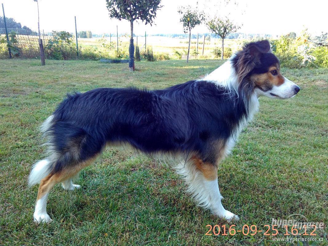 Pes border colie ke krytí - bazar - Hyperinzerce.cz