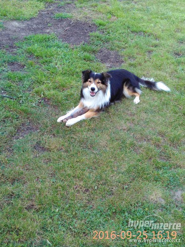 Pes border colie ke krytí - bazar - Hyperinzerce.cz