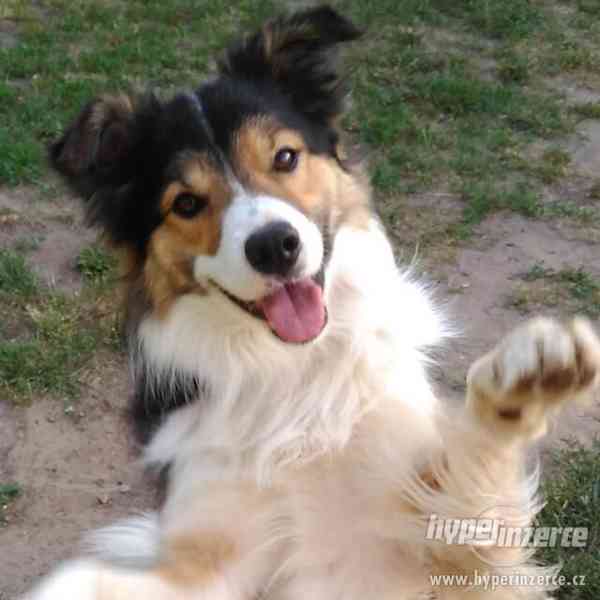 Pes border colie ke krytí - bazar - Hyperinzerce.cz
