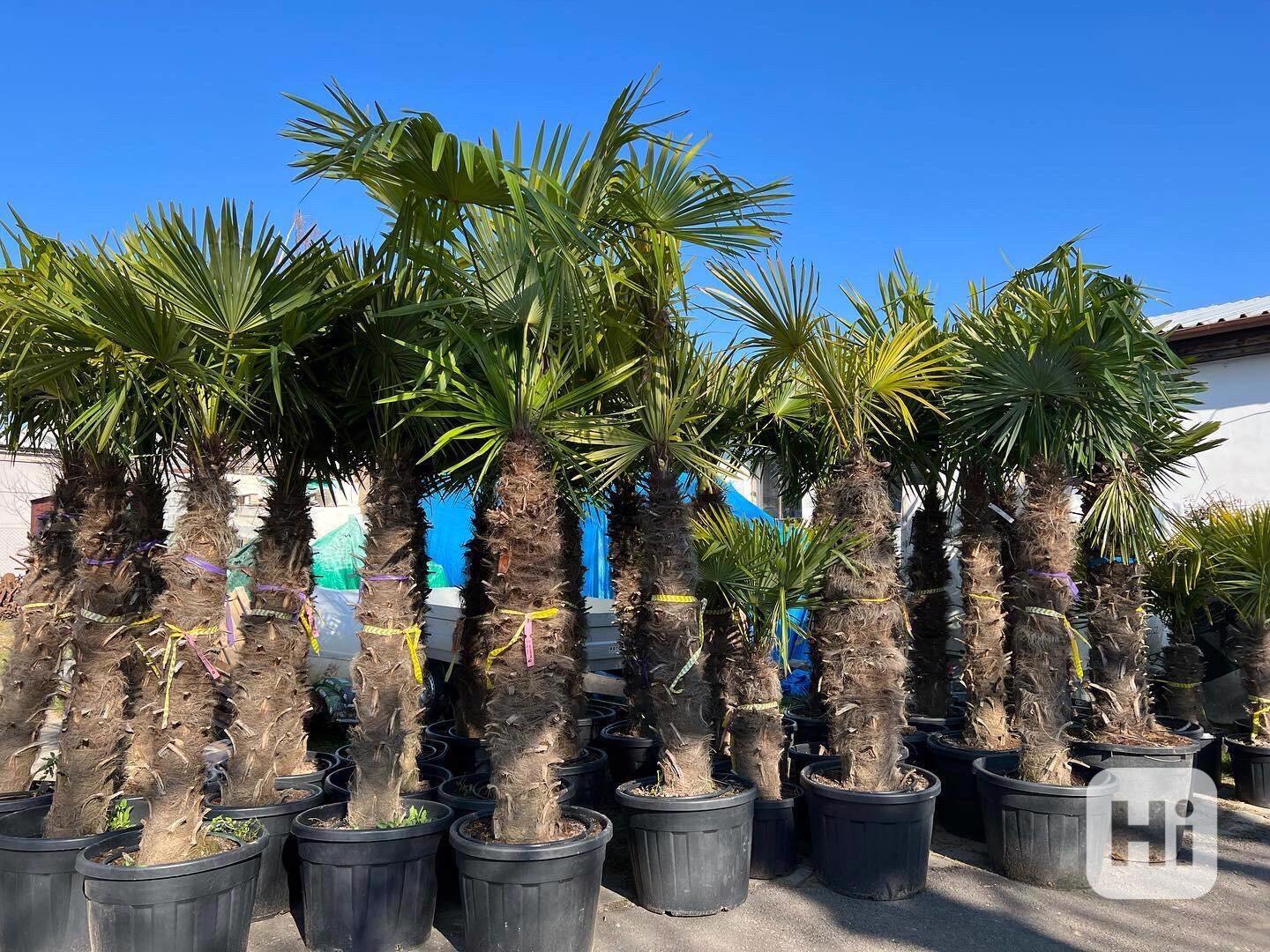 Palmy mrazuvzdorné - bazar - Hyperinzerce.cz