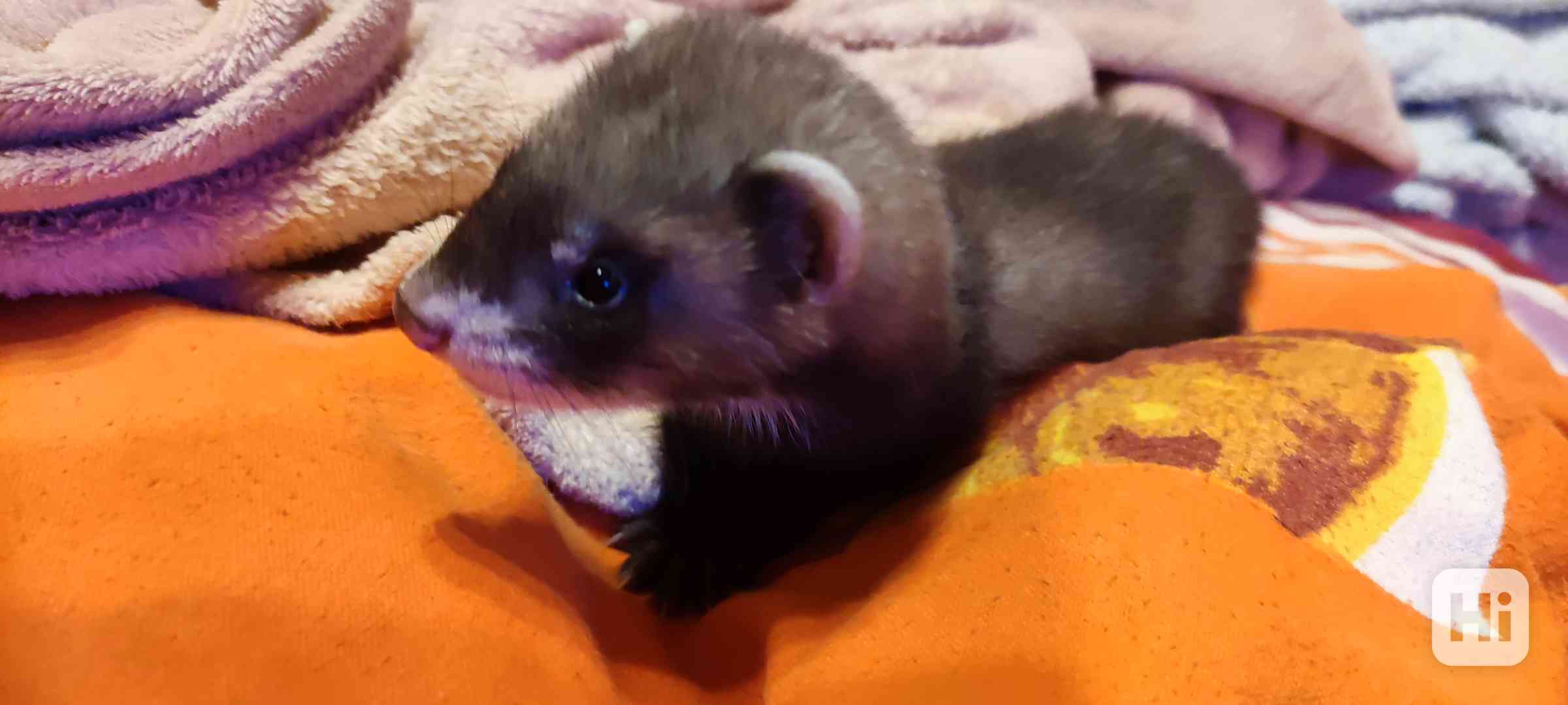 Fretka - bazar - Hyperinzerce.cz