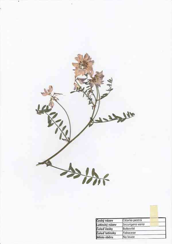 Herbář na prodej - rostliny se snadno odlepitelnými štítky - bazar ...