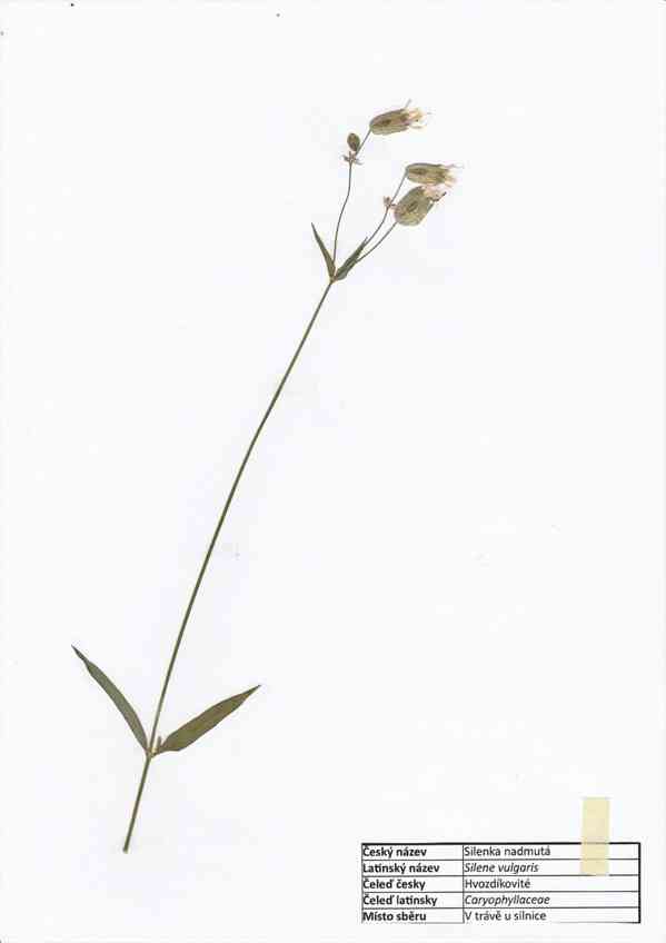 Herbář na prodej - rostliny se snadno odlepitelnými štítky - bazar ...