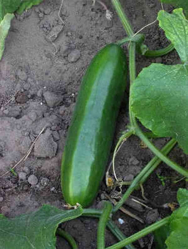 OKURKA SALÁTOVÁ CUBIT - SEMENA - bazar - Hyperinzerce.cz