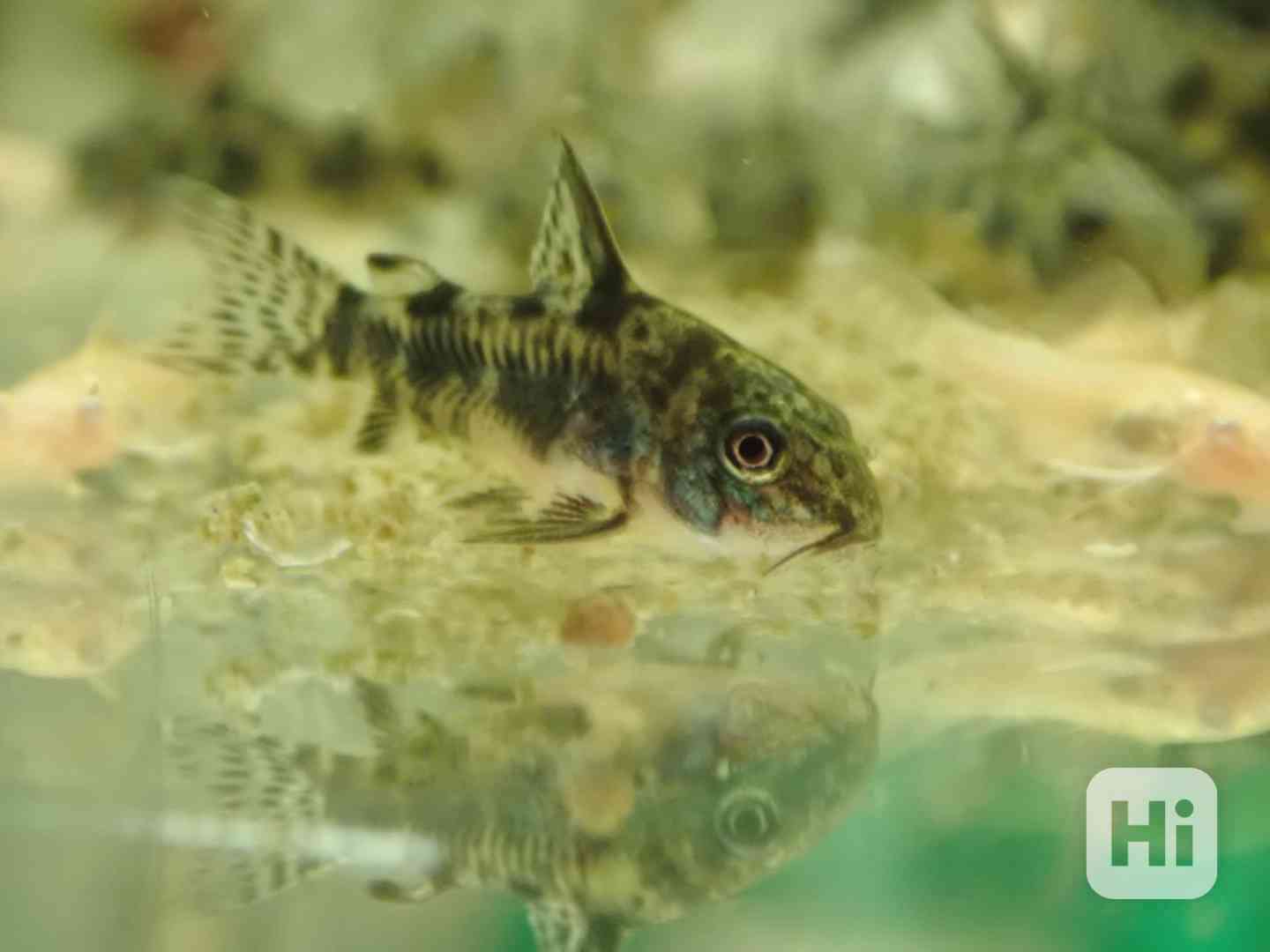 Pancéřníček skvrnitý - bazar - Hyperinzerce.cz