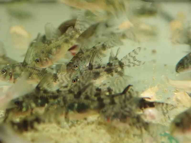 Pancéřníček skvrnitý - bazar - Hyperinzerce.cz