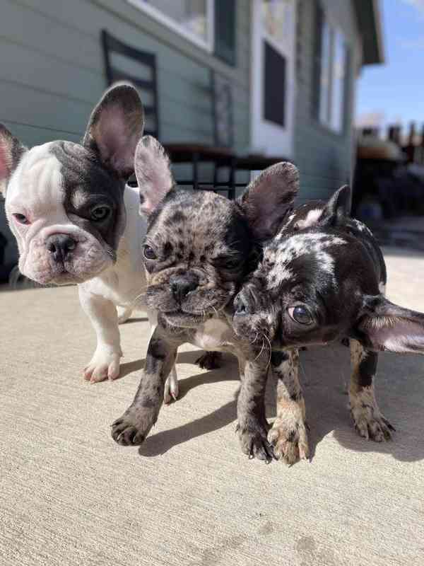 Štěňata domácího mopse ️ ️ Fawn Merle & Black Mops Štěňata - bazar ...