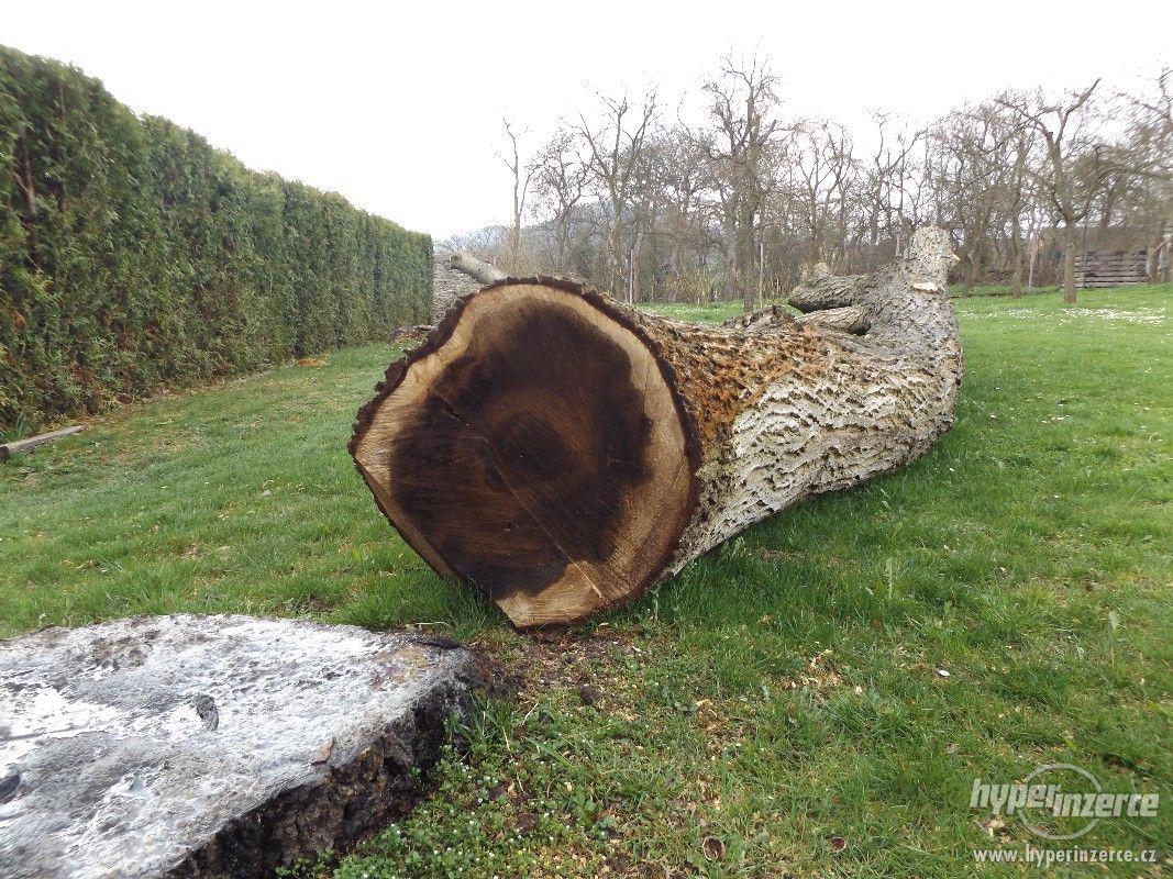 prodám kmen ořechu - bazar - Hyperinzerce.cz
