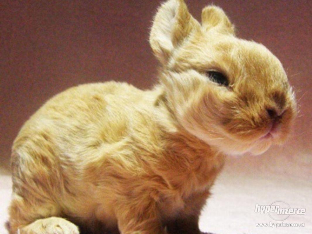 Zakrslý králíček rex LO - bazar - Hyperinzerce.cz