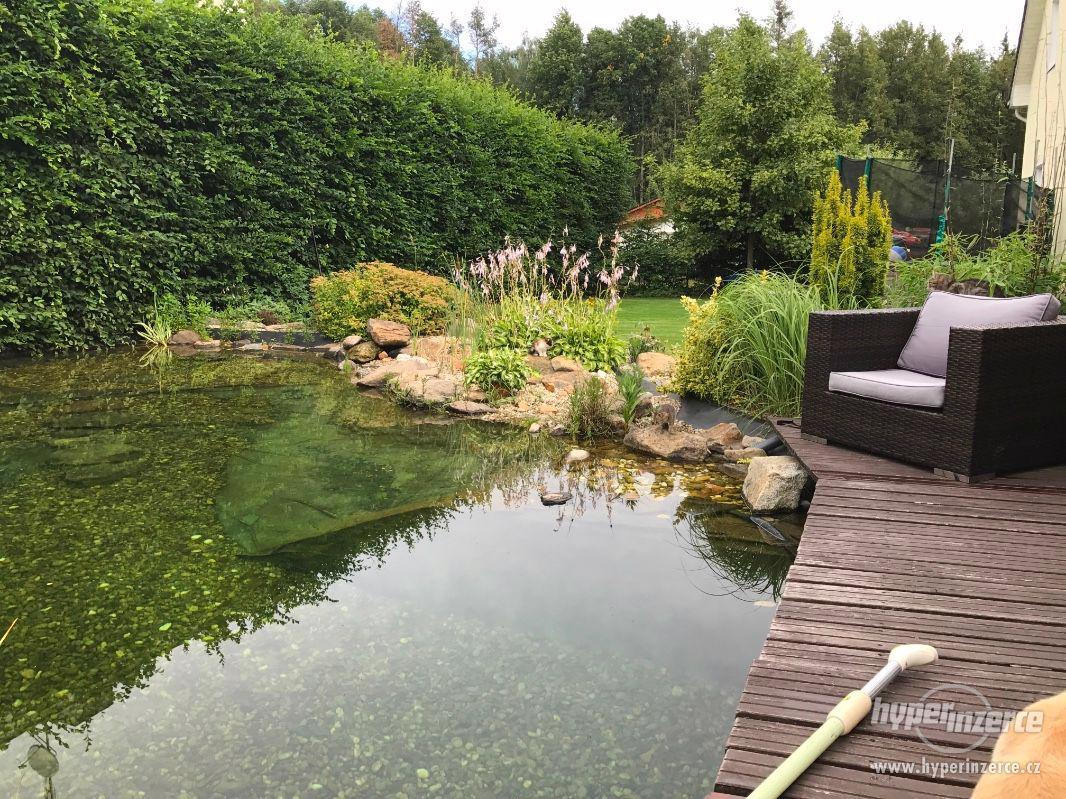 Habr na živý plot - výška 3-4 metry - bazar - Hyperinzerce.cz