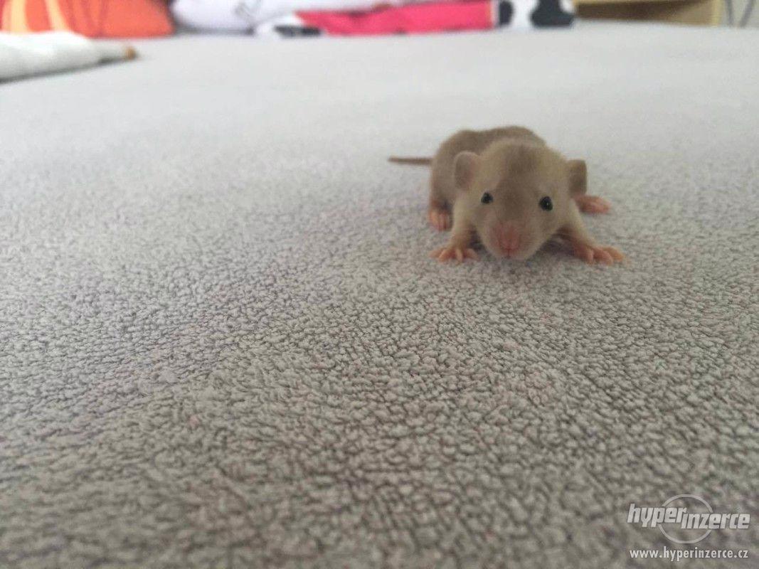 Dumbo potkani - Ledeč nad Sázavou, Praha - bazar - Hyperinzerce.cz