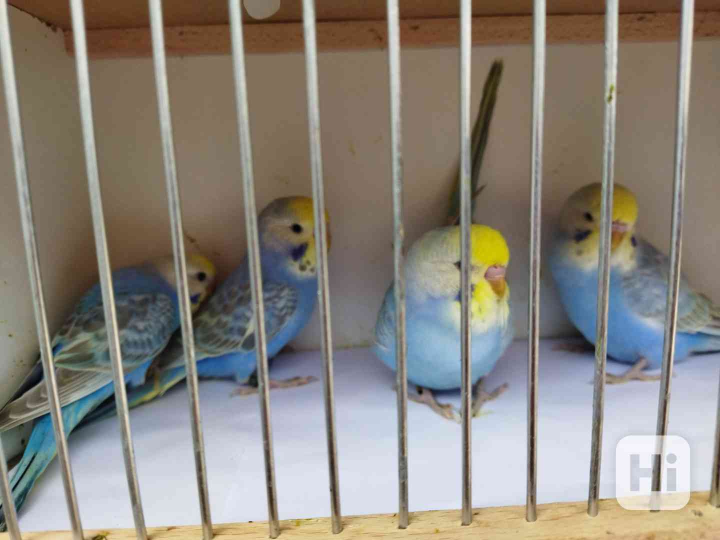 Andulka, andulky duhovky, duhové 2022 kroužkované - bazar - Hyperinzerce.cz