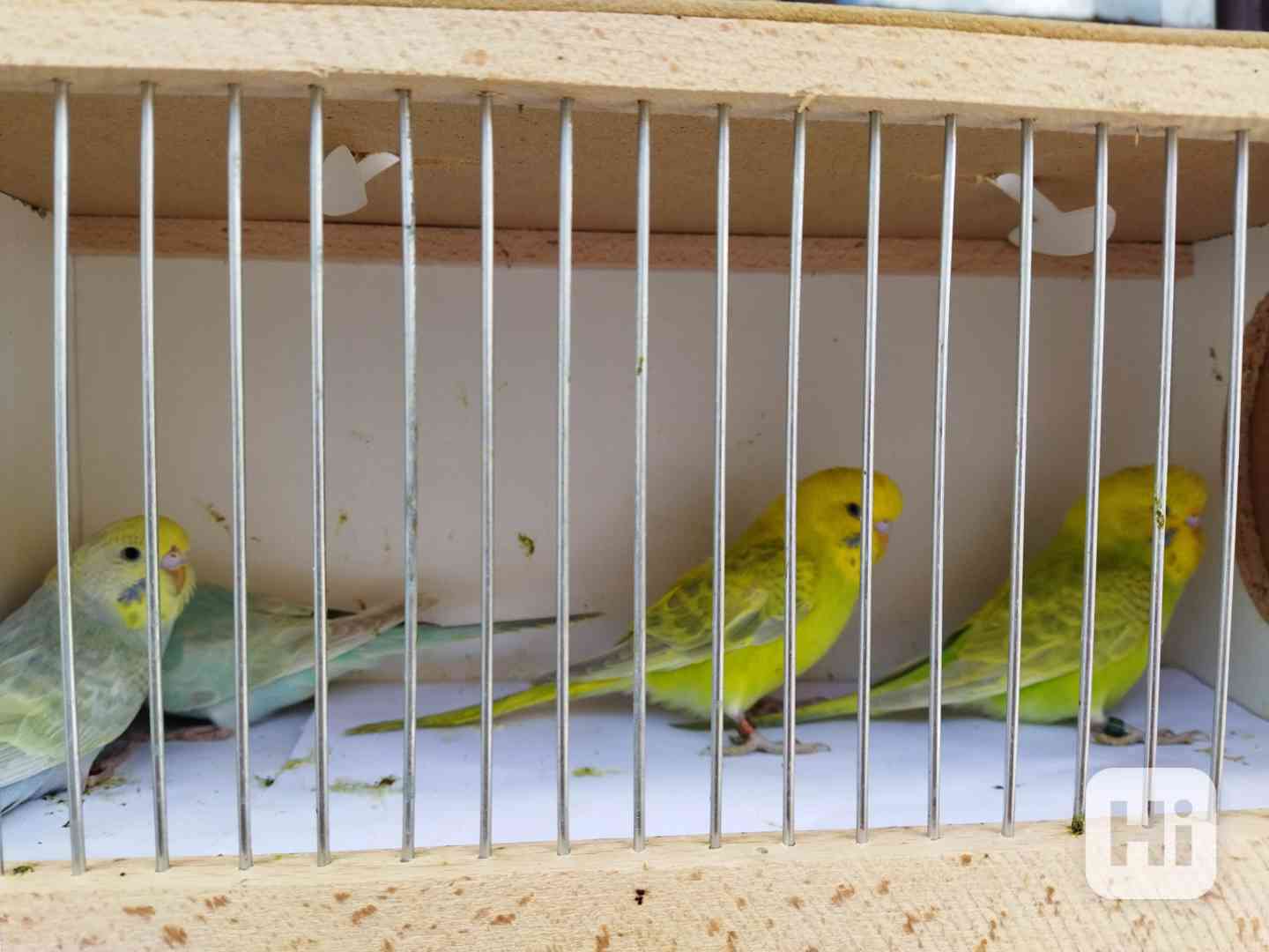 Andulka, andulky duhovky, duhové 2022 kroužkované - bazar - Hyperinzerce.cz