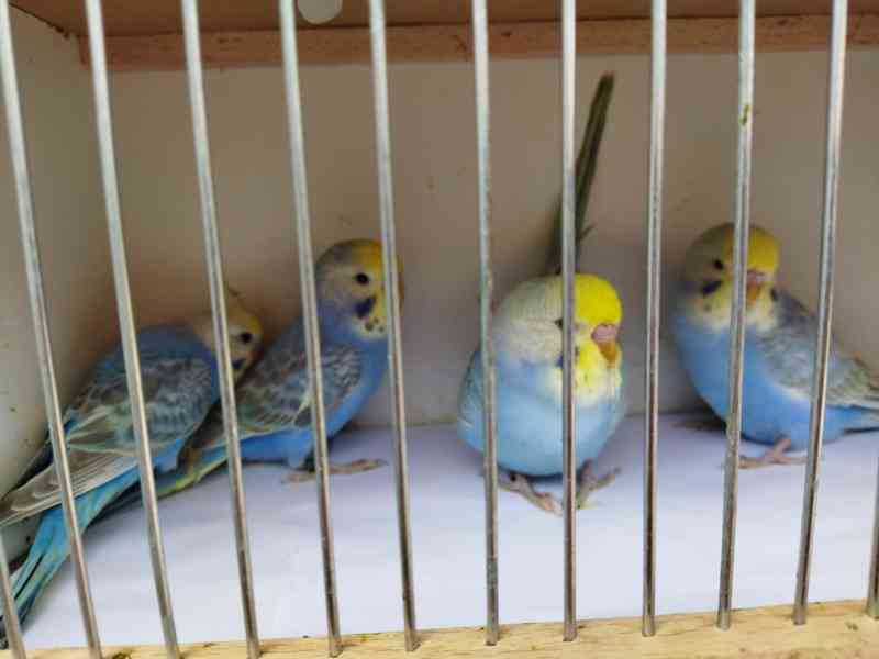 Andulka, andulky duhovky, duhové 2022 kroužkované - bazar - Hyperinzerce.cz