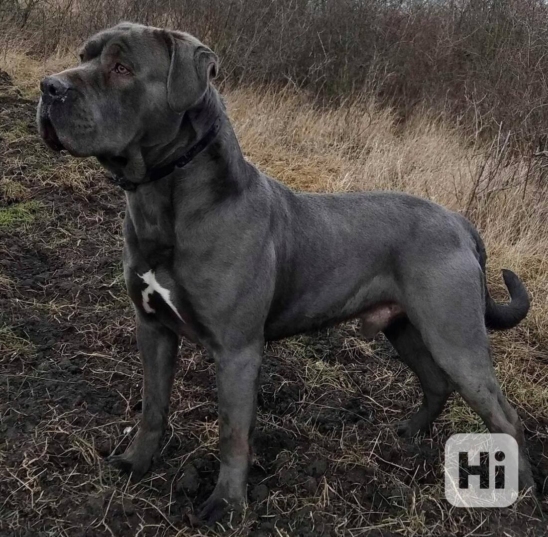 Americký bandog - bazar - Hyperinzerce.cz