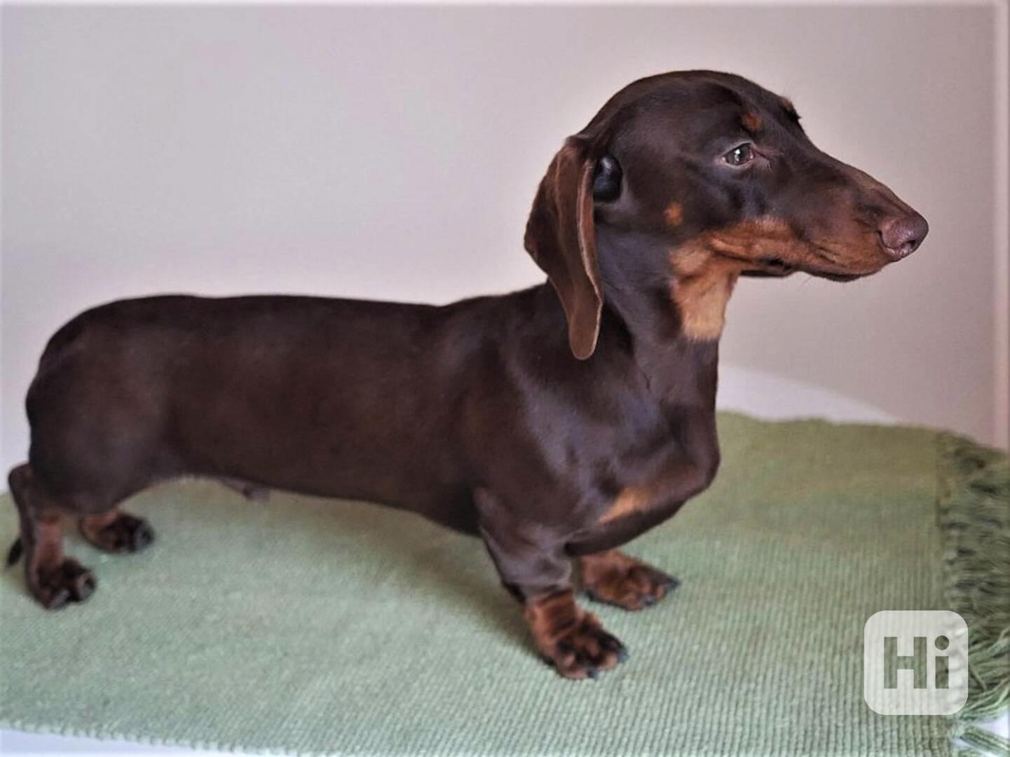 Jezevčík trp/král. - bazar - Hyperinzerce.cz