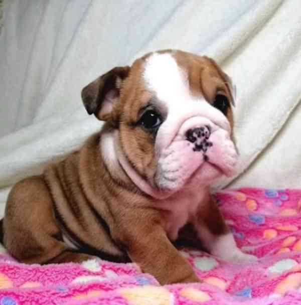 Anglický buldok štěňata - bazar - Hyperinzerce.cz