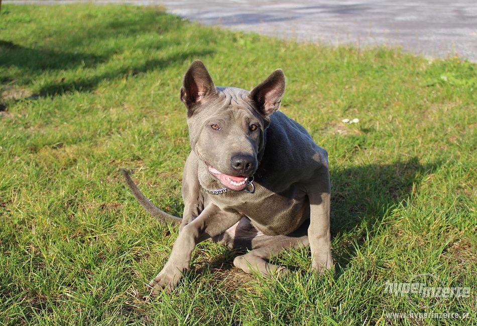 Thajský Ridgeback - bazar - Hyperinzerce.cz