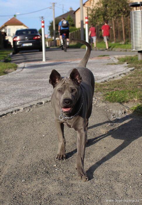 Thajský Ridgeback - bazar - Hyperinzerce.cz