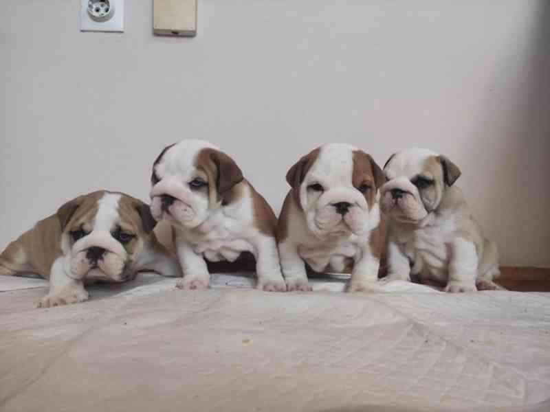 Anglický buldok - bazar - Hyperinzerce.cz