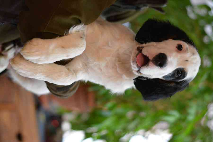 Anglický setr - bazar - Hyperinzerce.cz